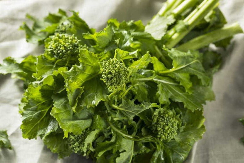 Spring Rapini Broccoli Raab Seeds Organic Non-gmo - Etsy