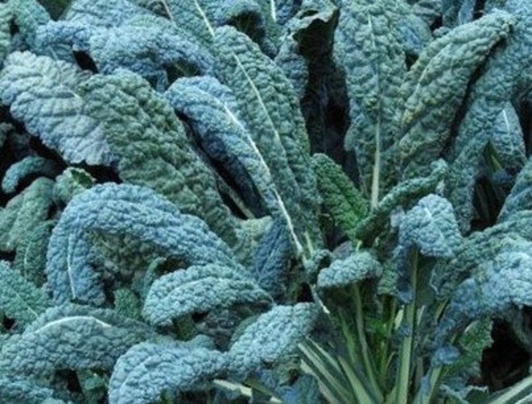 Lacinato Dinosaur Kale Seeds - Non-gmo - Heirloom - Black Tuscan Kale ...