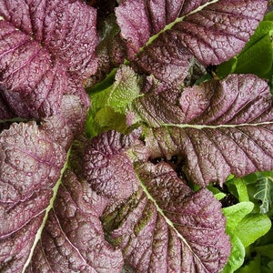 Osaka Purple Mustard Seeds - Non-gmo - Heirloom - Etsy