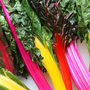 Rainbow Swiss Chard Seeds - Non-gmo - Brilliant Colors, Best Variety ...
