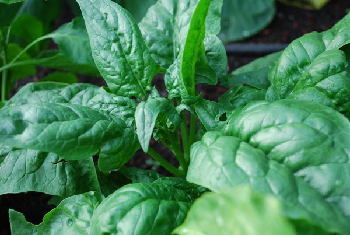 Giant Noble Spinach Seeds Non-gmo Heirloom Beautiful Large Leaf Spinach ...