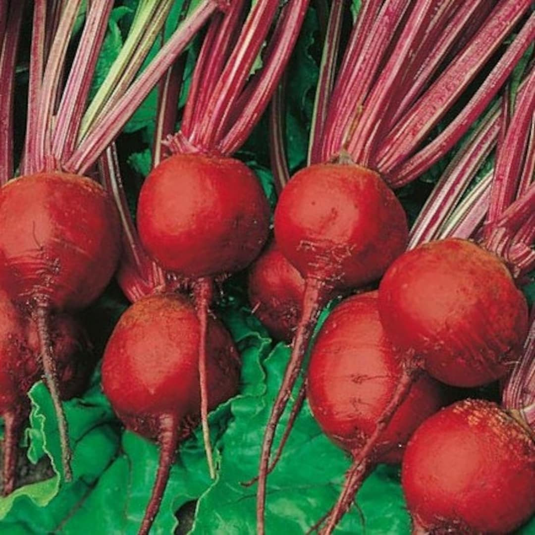 Detroit Dark Red Beet Seeds - Non-gmo - Heirloom - Most Popular Beets ...