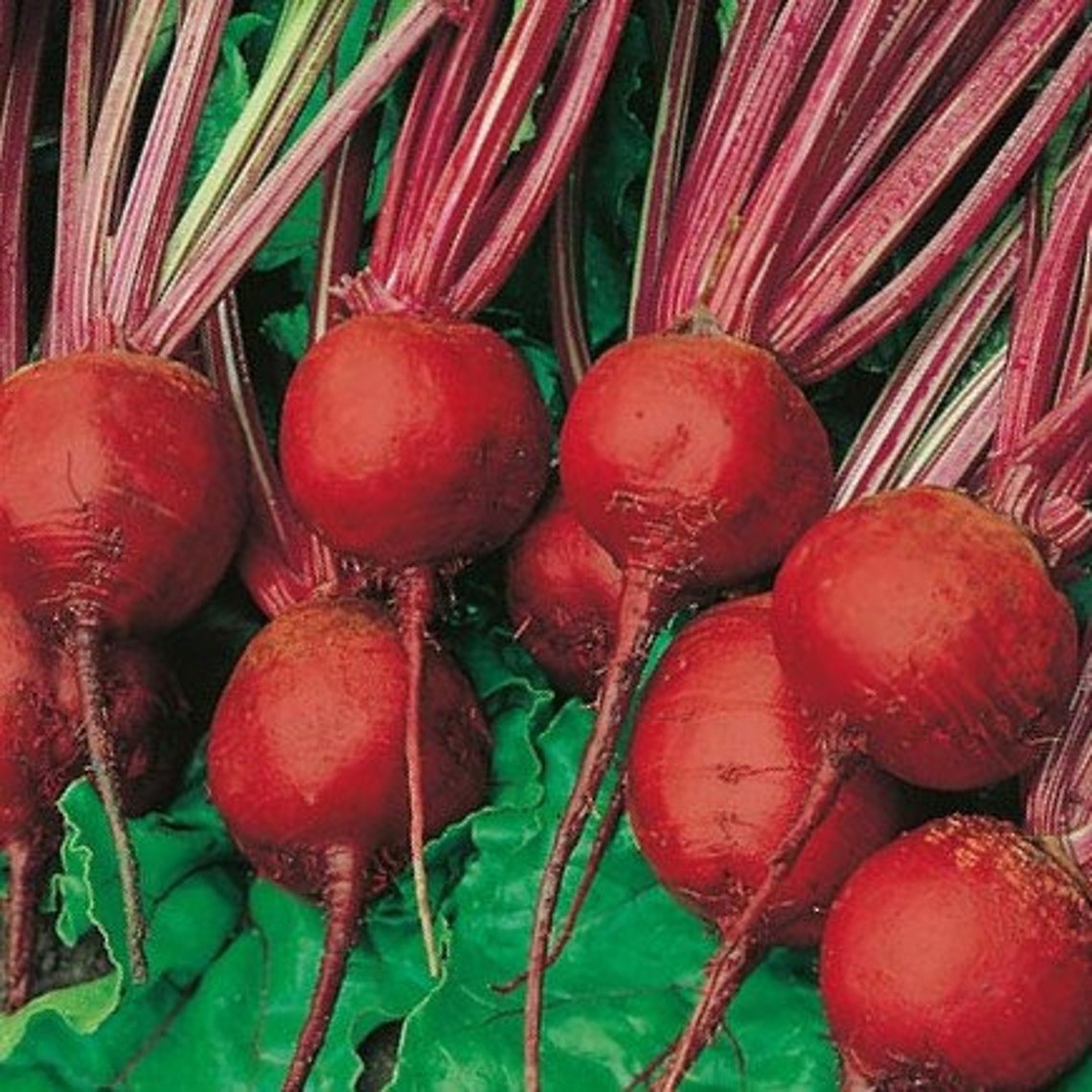 Detroit Dark Red Beet Seeds Non-gmo Heirloom Most - Etsy