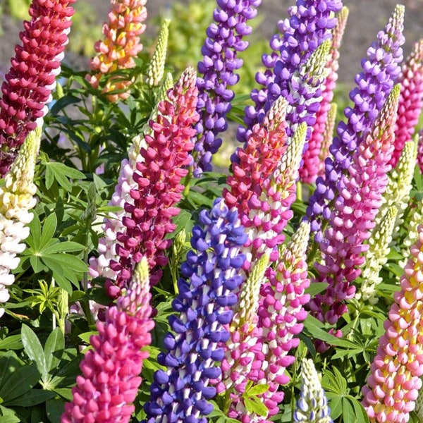 Wild Lupine - Etsy