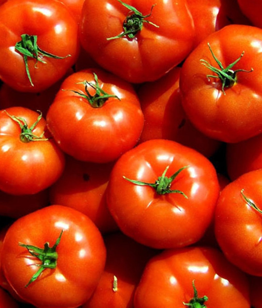 Marglobe Supreme Tomato Seeds Non-gmo Heirloom Determinate Variety - Etsy
