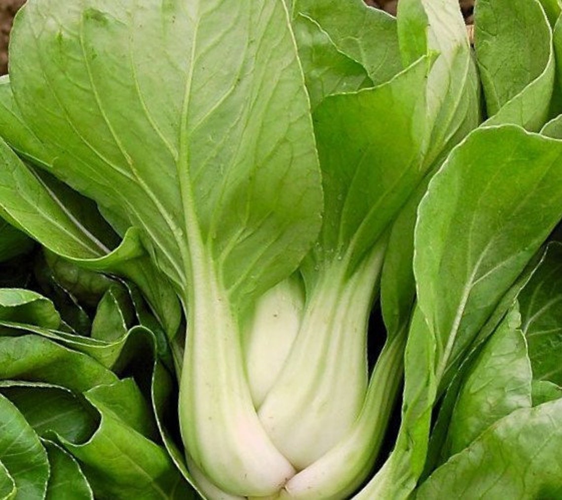 White Stem Bok Choy Seeds Non-gmo Pak Choi / Chinese - Etsy