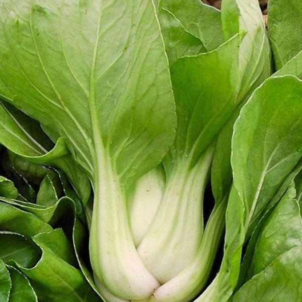 Bok Choy Seeds - Etsy