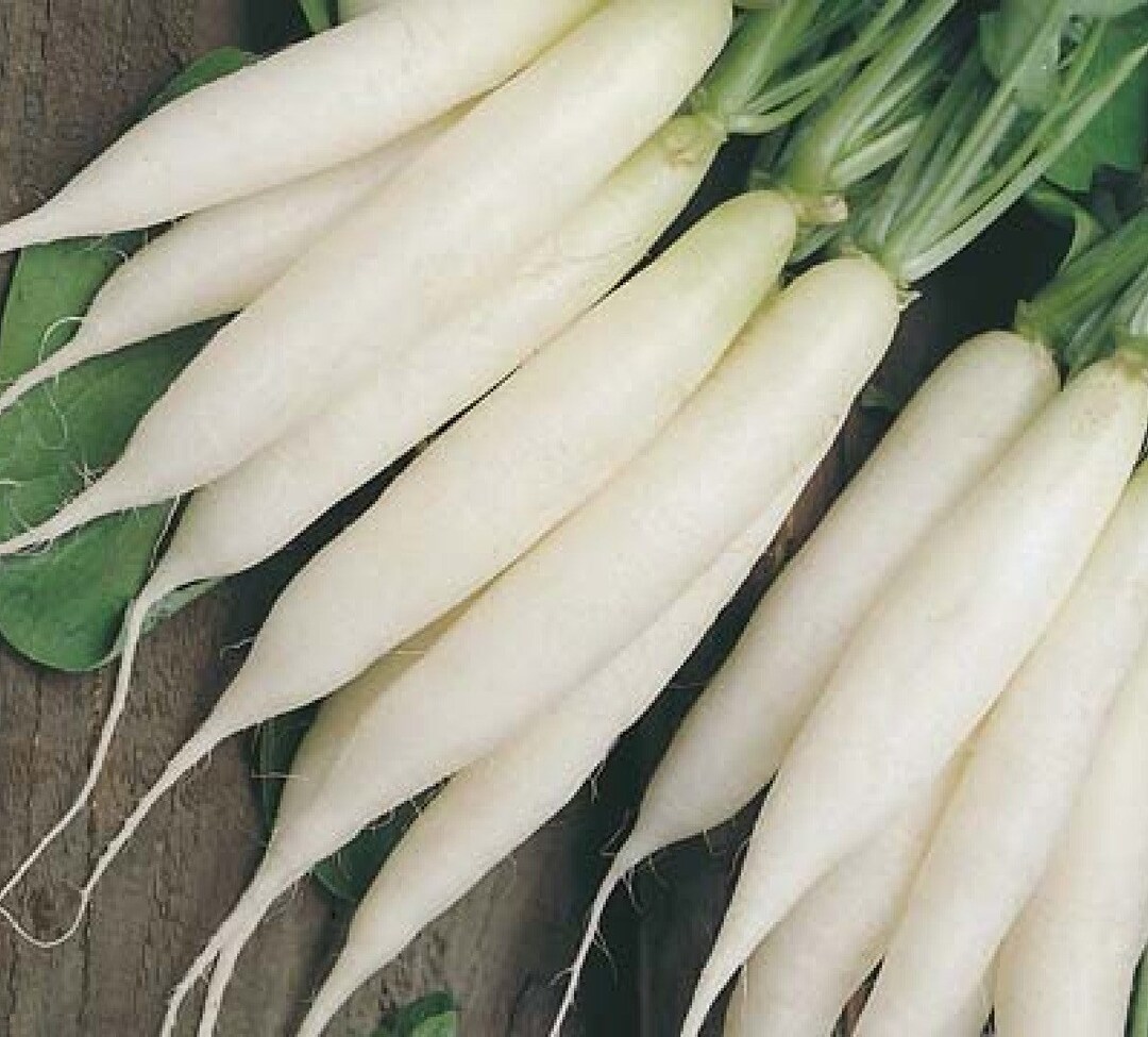 Daikon Radish Seeds - Non-gmo - Heirloom - Japanese Minowase Radish - Etsy