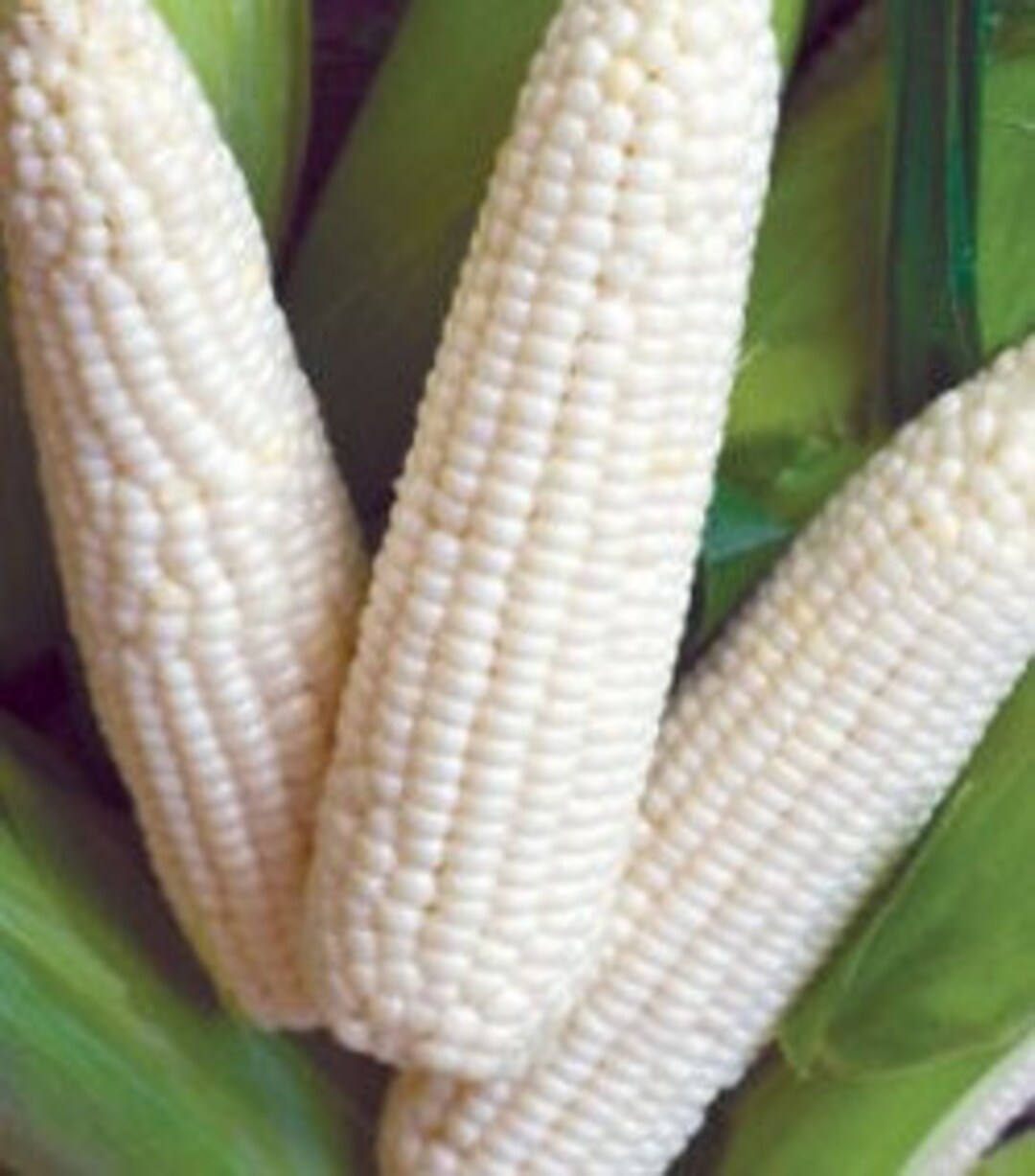 Silver King Sweet Corn Seeds - Non-gmo - Very Sweet! Non Treated! - Etsy