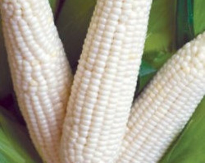 Silver King Sweet Corn Seeds - Non-gmo - Very Sweet! Non Treated! - Etsy