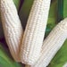 Silver King Sweet Corn Seeds Non-gmo Very Sweet Non Treated - Etsy
