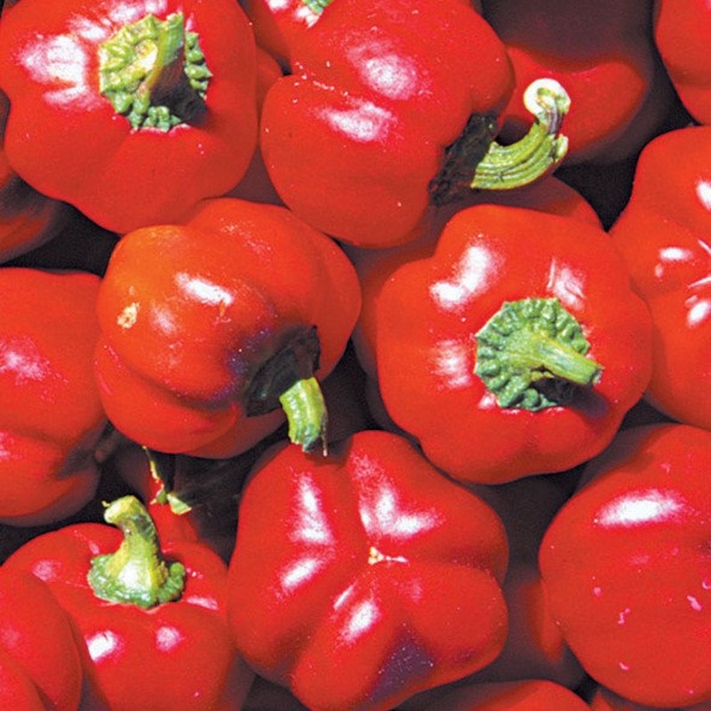 Pimento Pepper Plant - Etsy