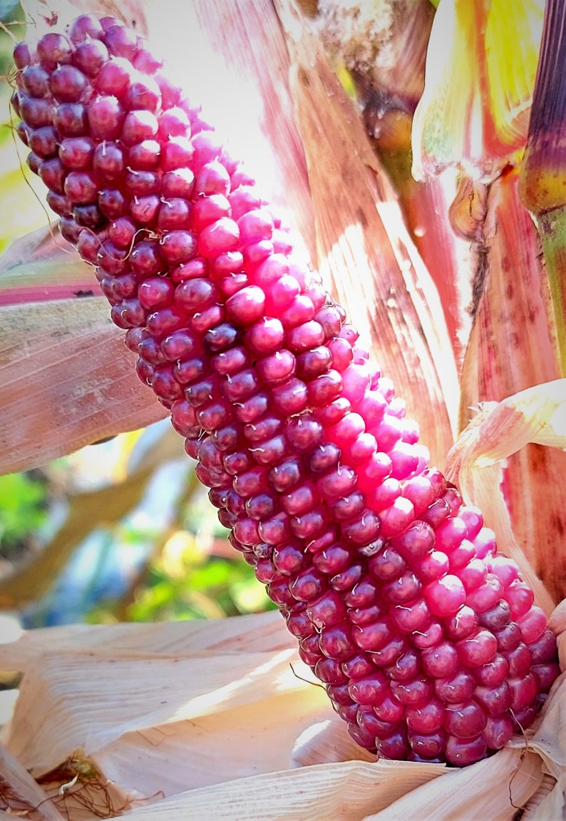 Neon Pink Glass Popcorn Corn Seeds Non-gmo Beautiful - Etsy