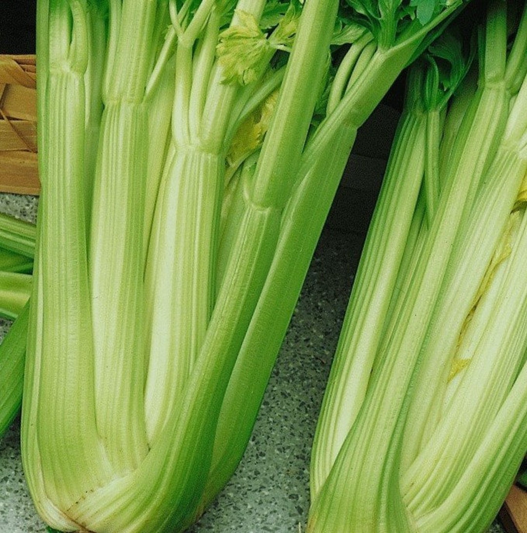 Tall Utah 52-70 Celery Seeds Non-gmo Heirloom the Most Popular Celery ...