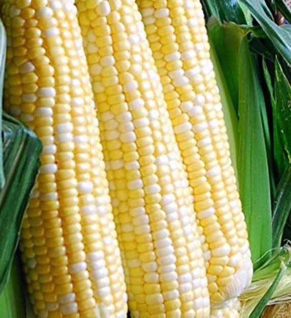 Super Sweet Corn Varieties