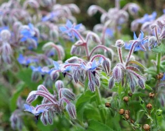 100 Borage Herb Flower Seed Beautiful and Easy to Grow Great for Patio ...