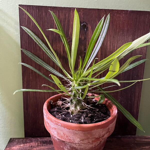 Madagascar Palm - Etsy