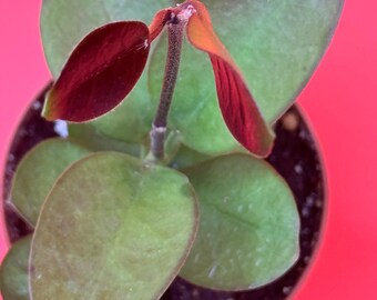 Hoya Keysii (hoya Australis) 1yo Plant With 5-6 Leaves Well Rooted ...