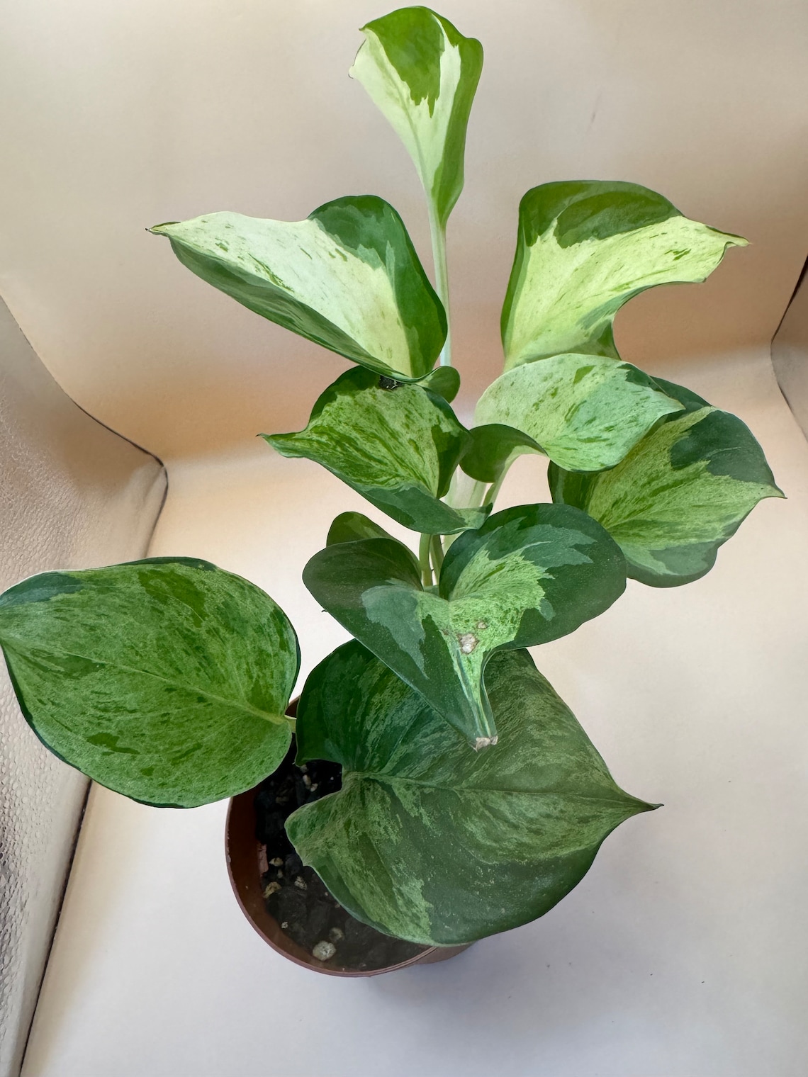 Manjula Pothos Starter Plant - Etsy