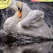 Beautiful Swan - Chart Counted Cross Stitch Pattern Craft PDF - Etsy