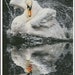 Beautiful Swan - Chart Counted Cross Stitch Pattern Craft PDF - Etsy