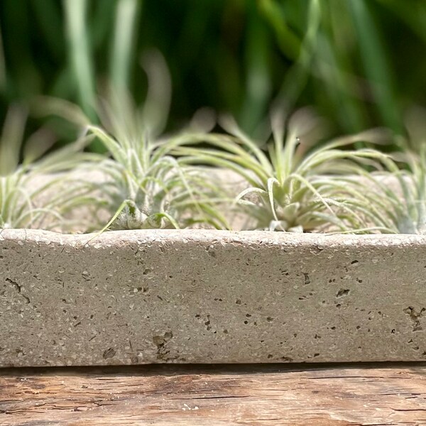 Trough Planter - Etsy