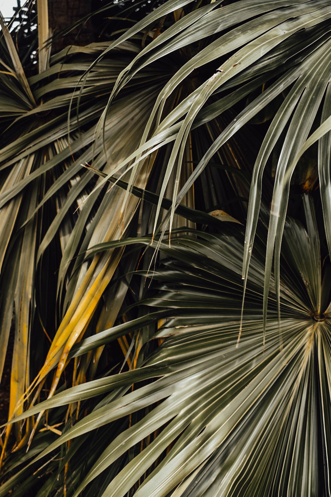 Palm Print, Palm Tree Printable Photo , Palm Printable - Etsy