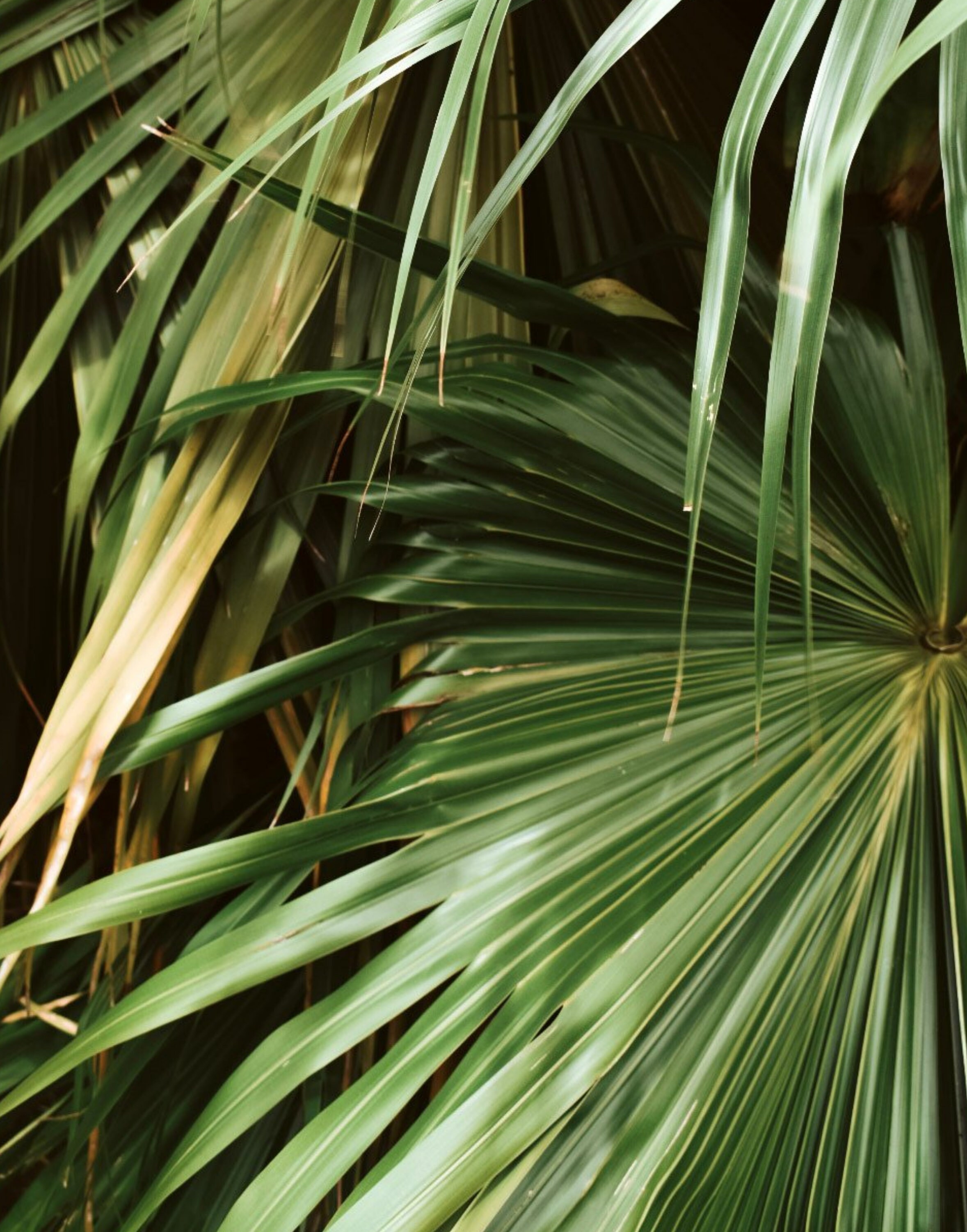 Palm Print, Palm Tree Printable Photo , Palm Printable - Etsy