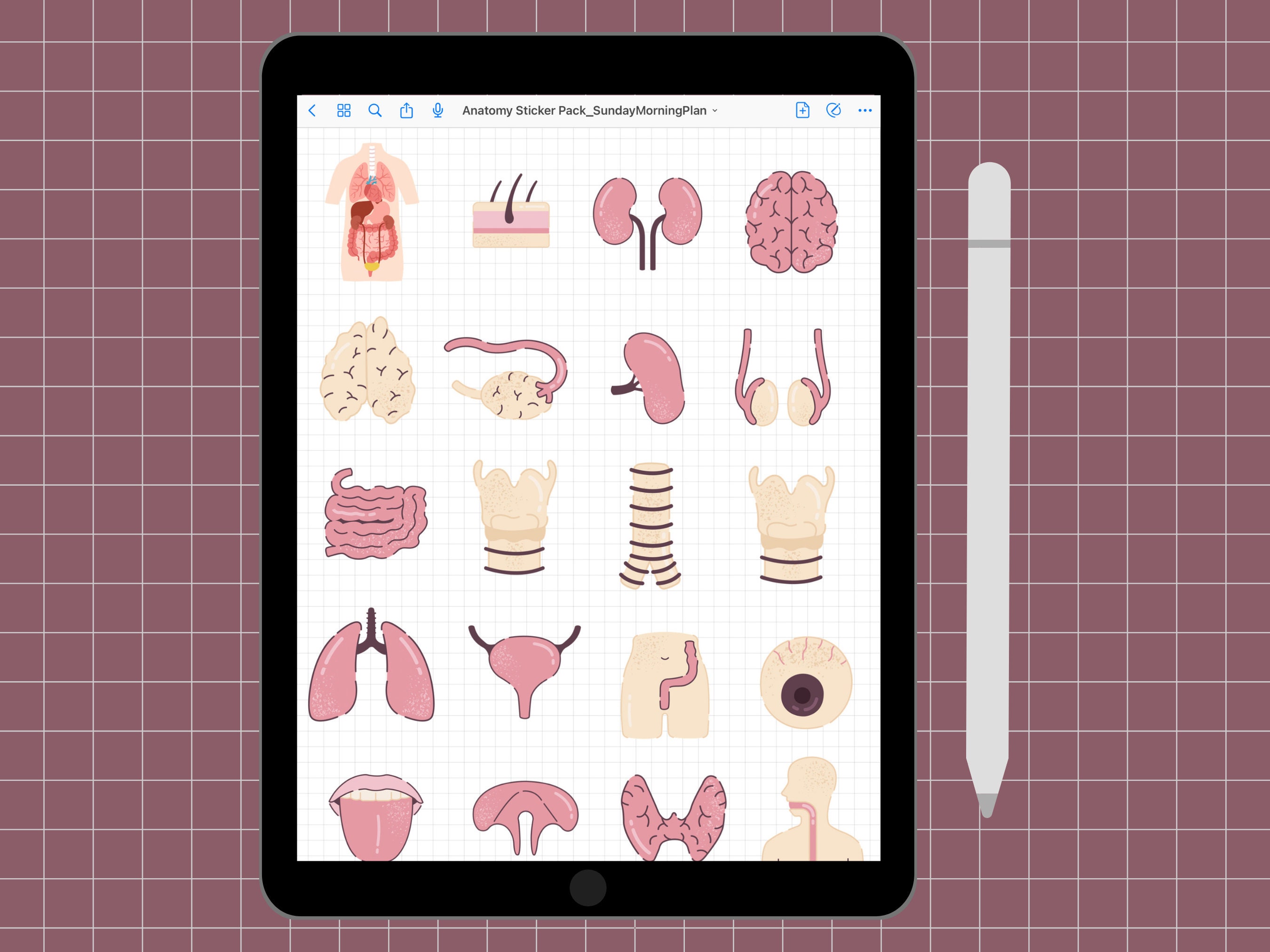 Anatomy Sticker Pack Book Goodnotes - Etsy