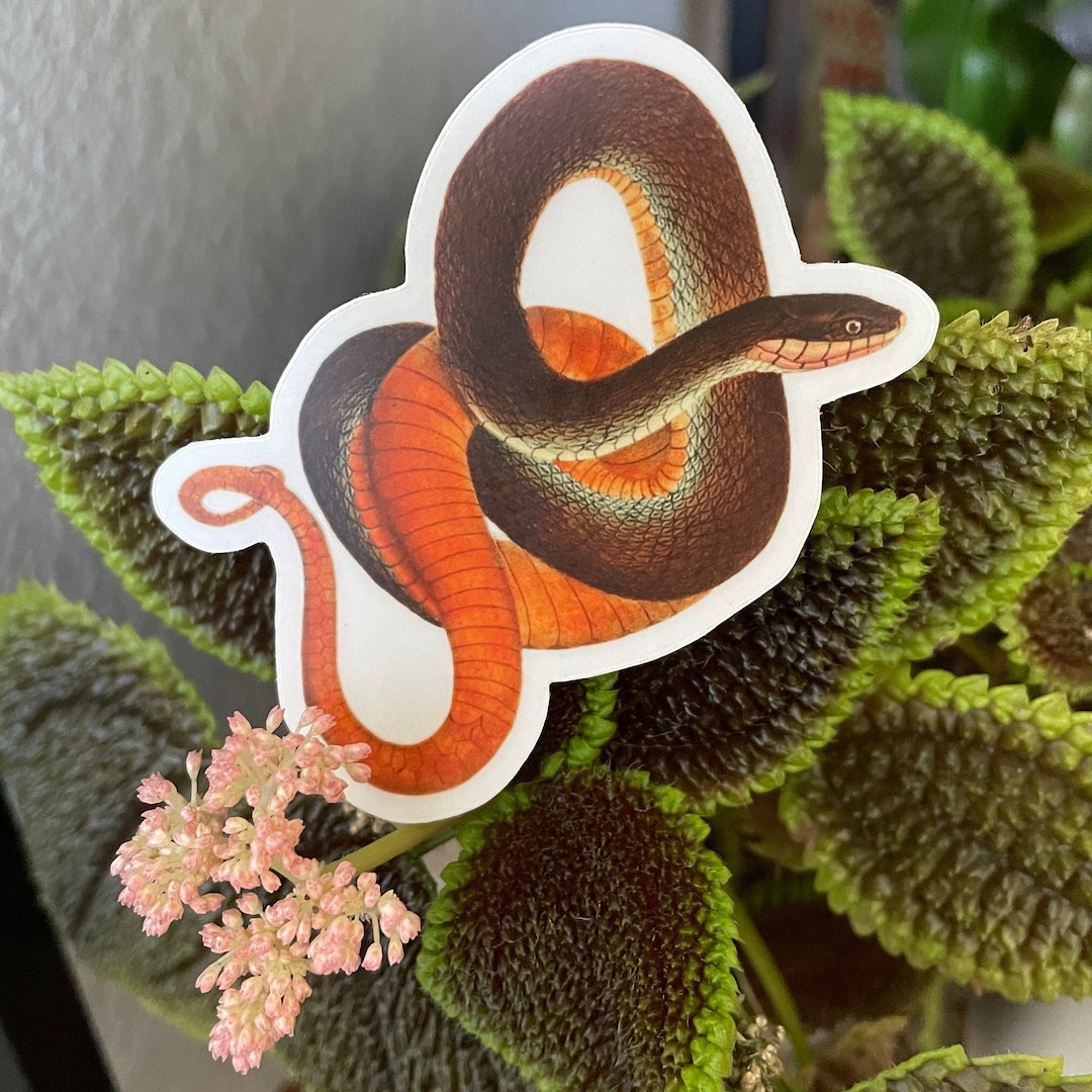 Copper Belly Water Snake Clear Waterproof Vinyl Sticker - Etsy