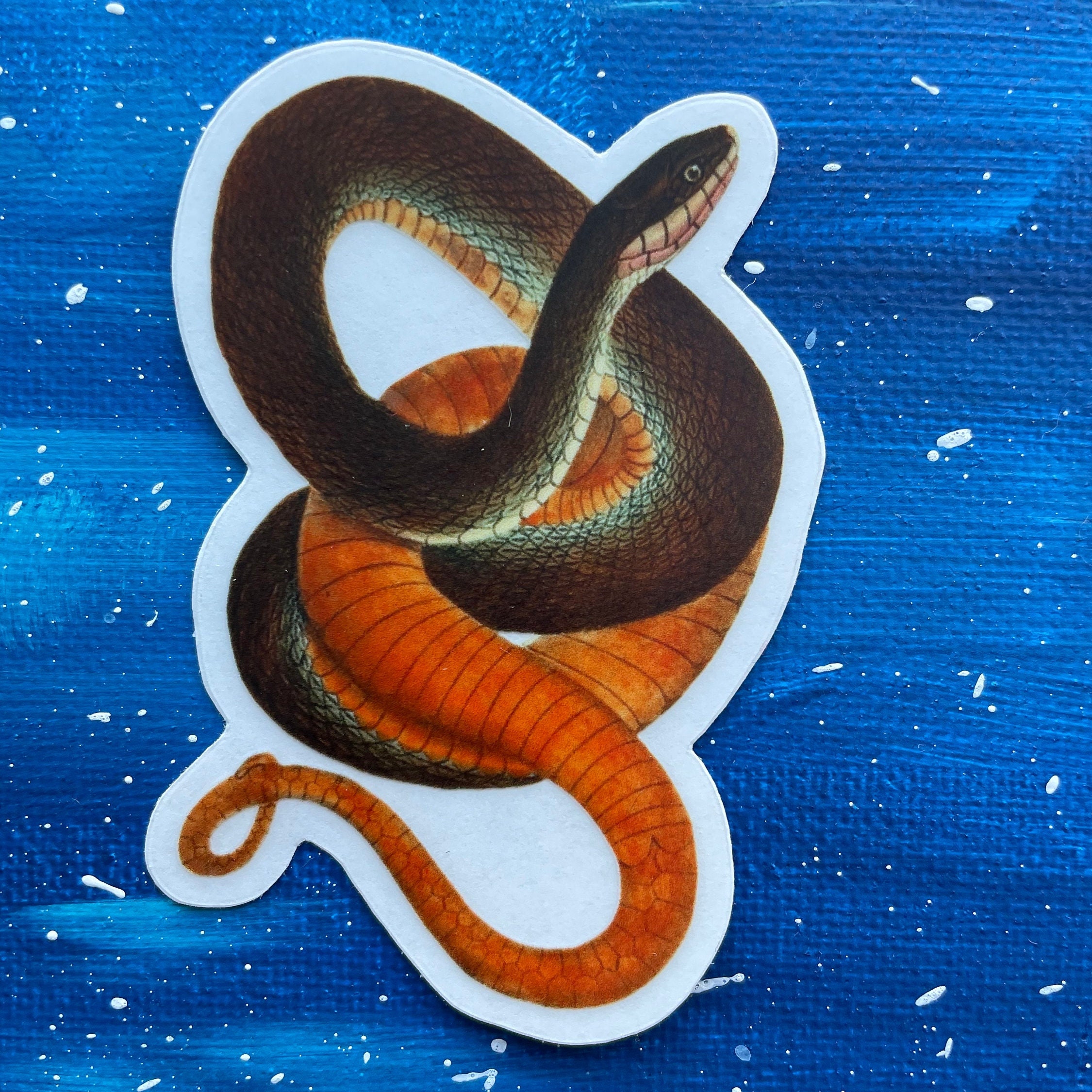 Copper Belly Water Snake Clear Waterproof Vinyl Sticker - Etsy