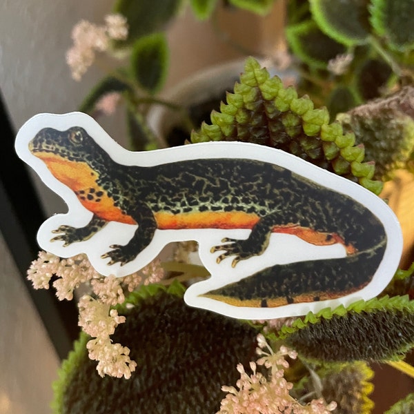 Newt Salamander - Etsy
