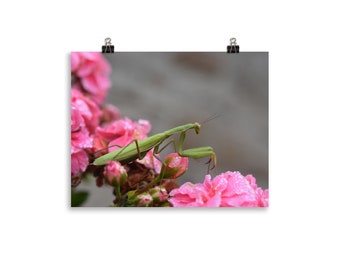 Praying Mantis Art Poster - Etsy