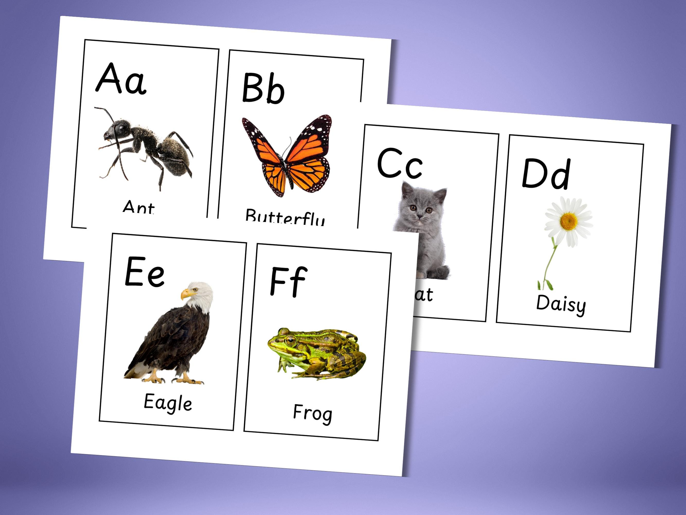 Nature ABC Flash Cards: Animal Alphabet, Homeschool Printable (PDF) - Etsy