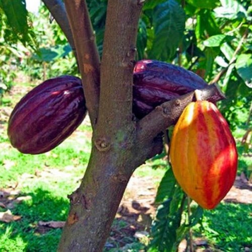 Red Pod Theobroma Cacao Cocoa Chocolate Tropical Fruit Tree - Etsy