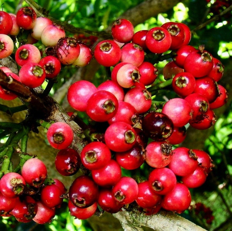 Lipote syzygium Polycephaloides Fruit Tropical Live Tree - Etsy