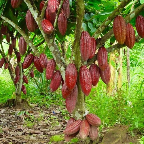 Red Pod Theobroma Cacao Cocoa Chocolate Tropical Fruit Tree - Etsy