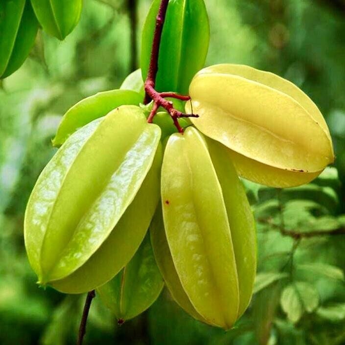 Star Fruit Tree for sale| 83 ads for used Star Fruit Trees