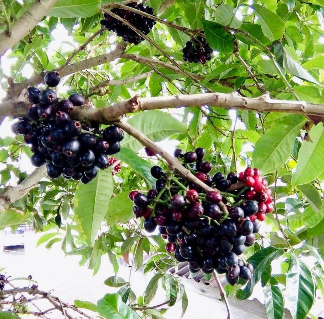 Lipote syzygium Polycephaloides Fruit Tropical Live Tree - Etsy