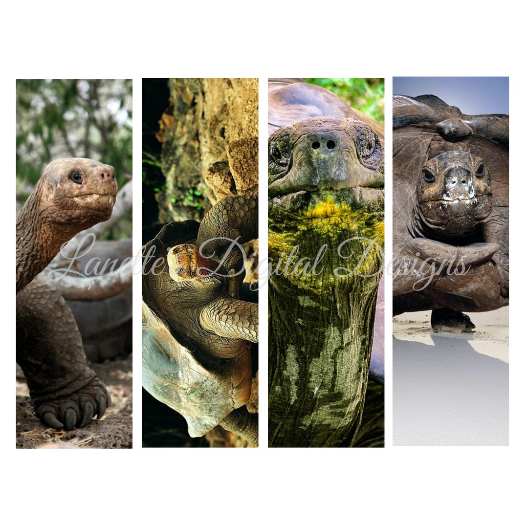 Turtle, Tortoise, Pen Wraps, Instant Download, PNG, Digital File - Etsy