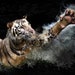 Water Tiger, Tiger Splashing Water, 20oz Skinny Tumbler Wrap, Instant ...