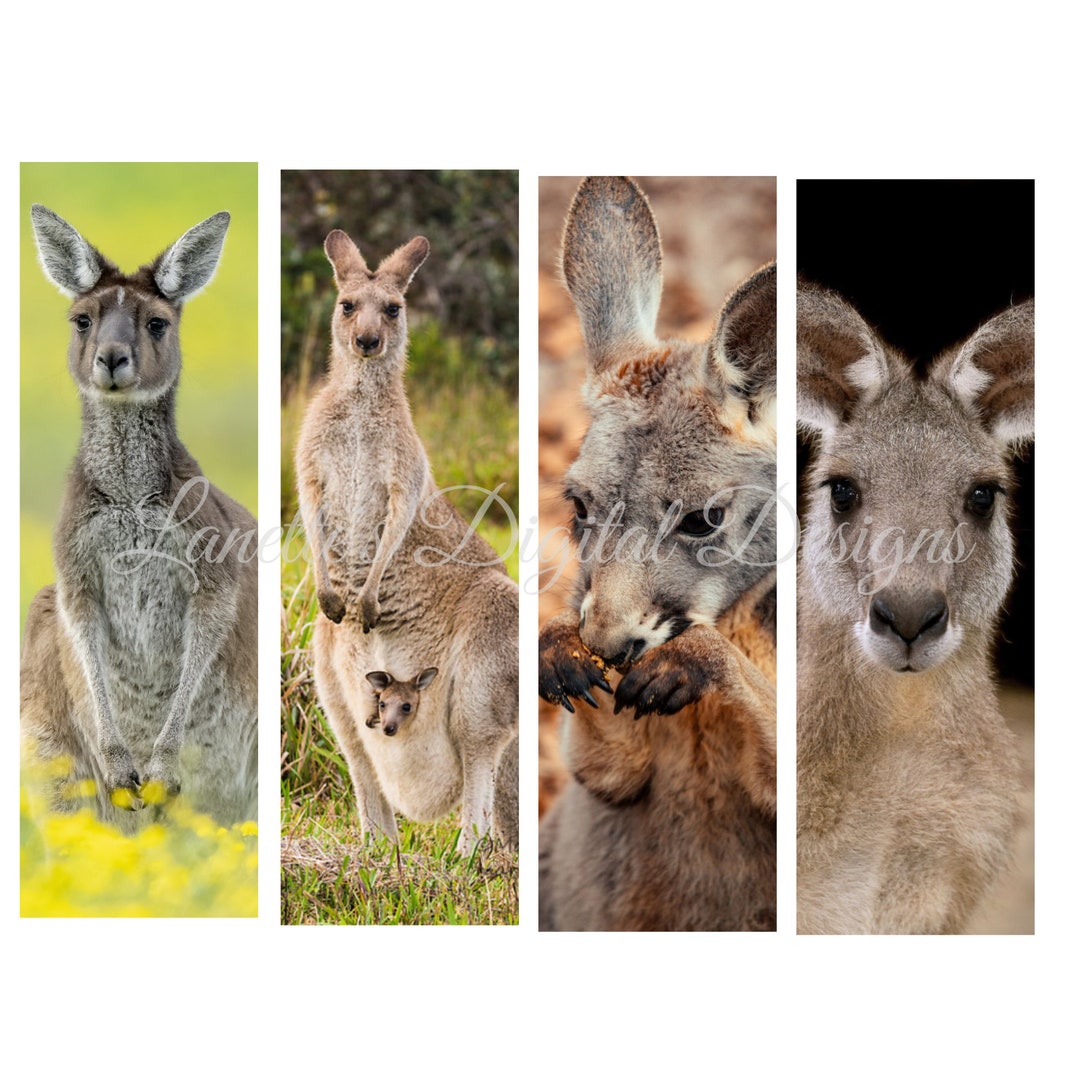 Kangaroo, Pen Wraps, Instant Download, PNG, Digital File - Etsy