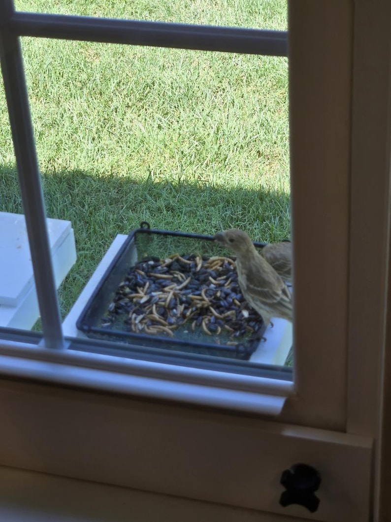 Luxury Window Bird Feeder - Hand Crafted Weather Resistant Without ...