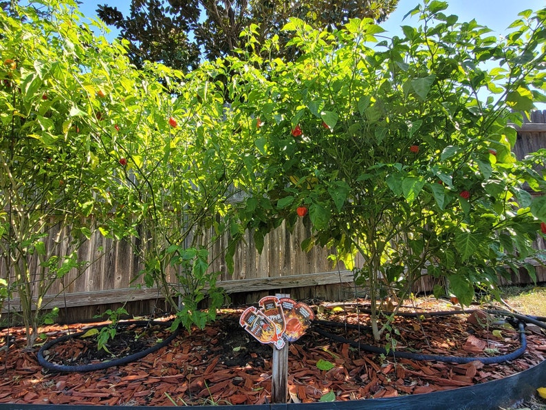 Extreme-raspberry Trinidad Scorpion Pepper Jelly - Etsy