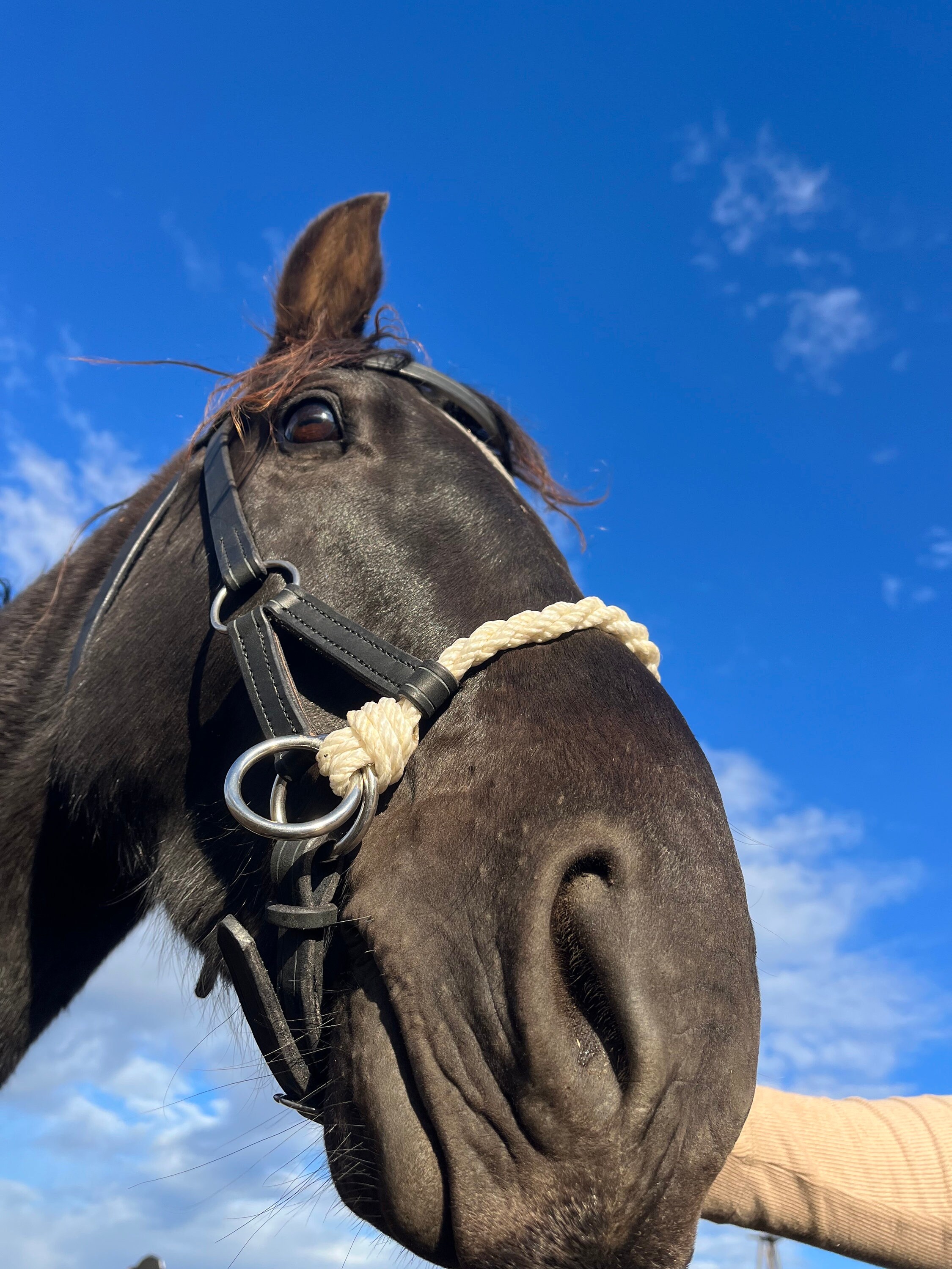 Sidepull Bitless Horse Bridle Rope Noseband Bit Less Leather Handmade ...