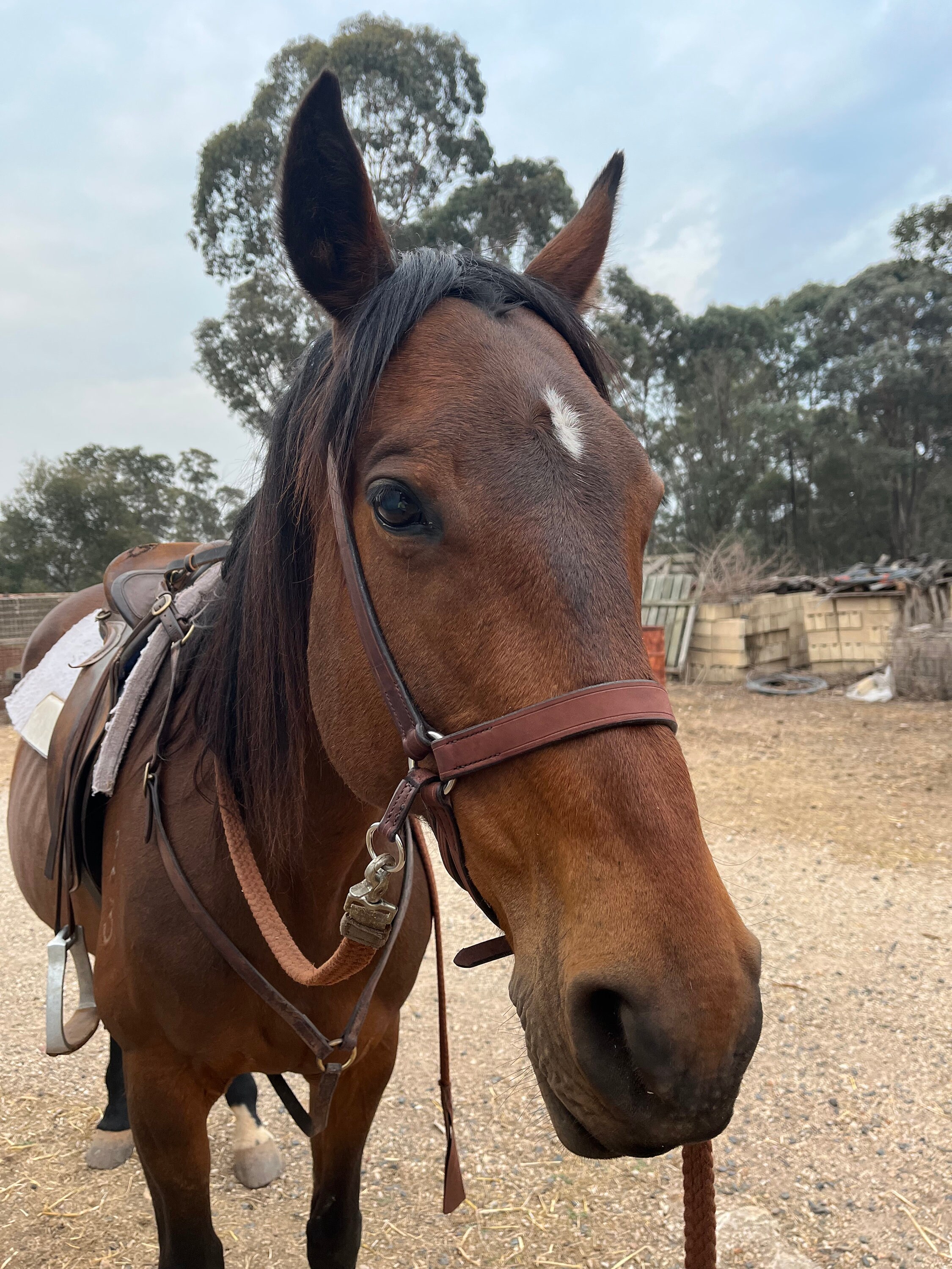 Bitless Horse Bridle Bit Less Leather Handmade - Etsy