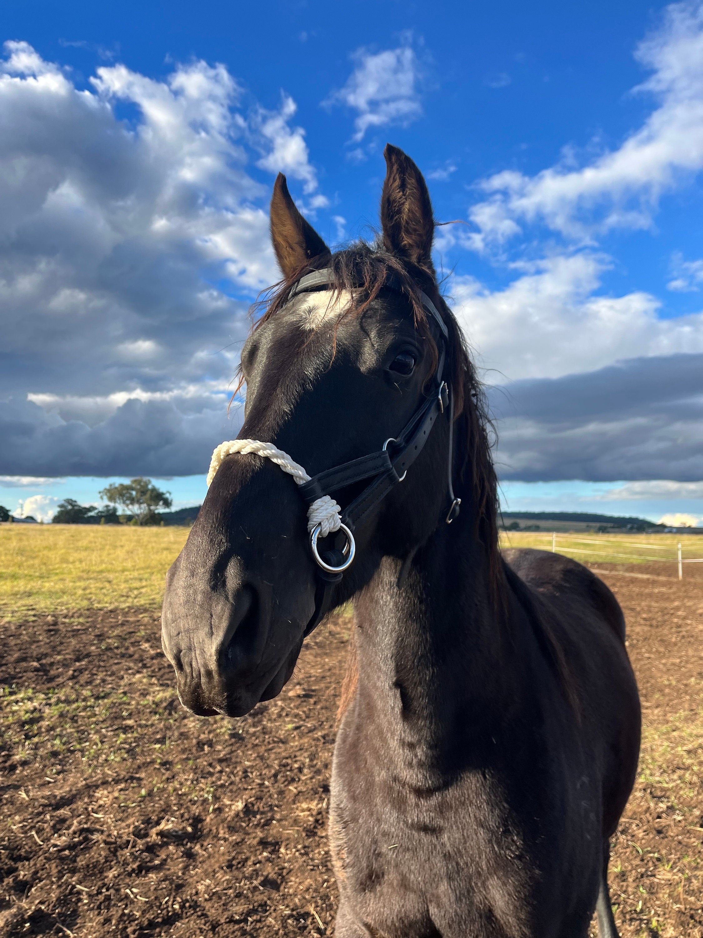 Sidepull Bitless Horse Bridle Rope Noseband Bit Less Leather Handmade ...