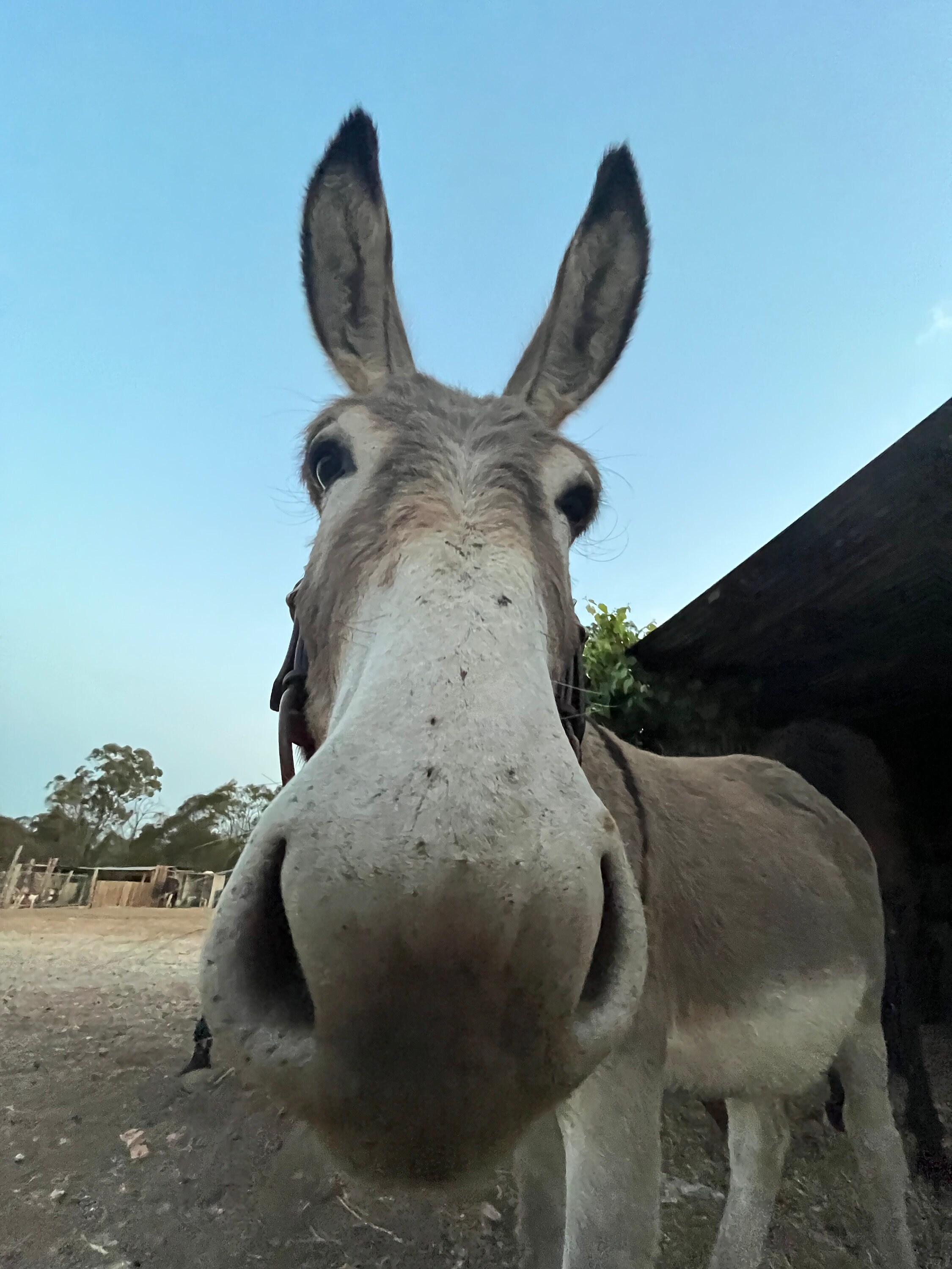 Donkey Bridle and Mule Bridle Handmade Leather - Etsy