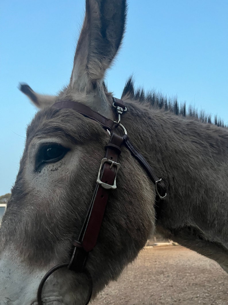 Donkey Bridle and Mule Bridle Handmade Leather - Etsy
