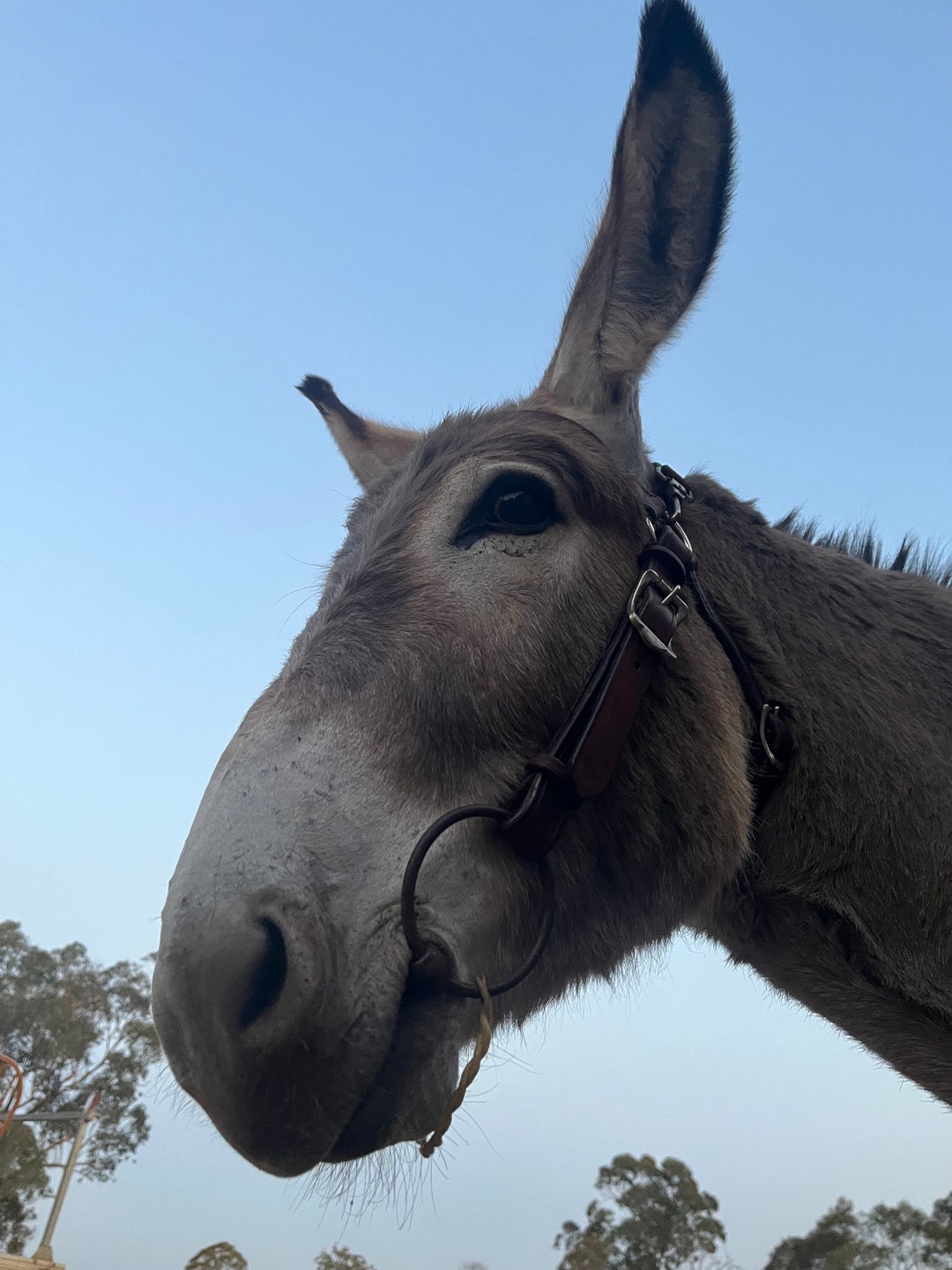 Donkey Bridle and Mule Bridle Handmade Leather - Etsy